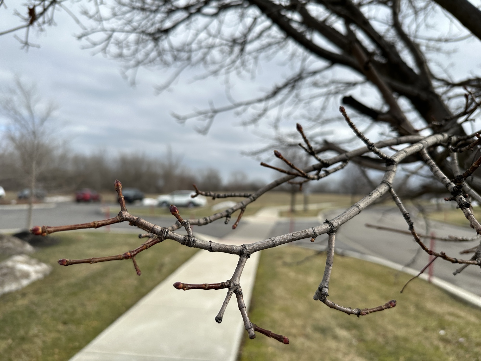 False Spring – Roving On